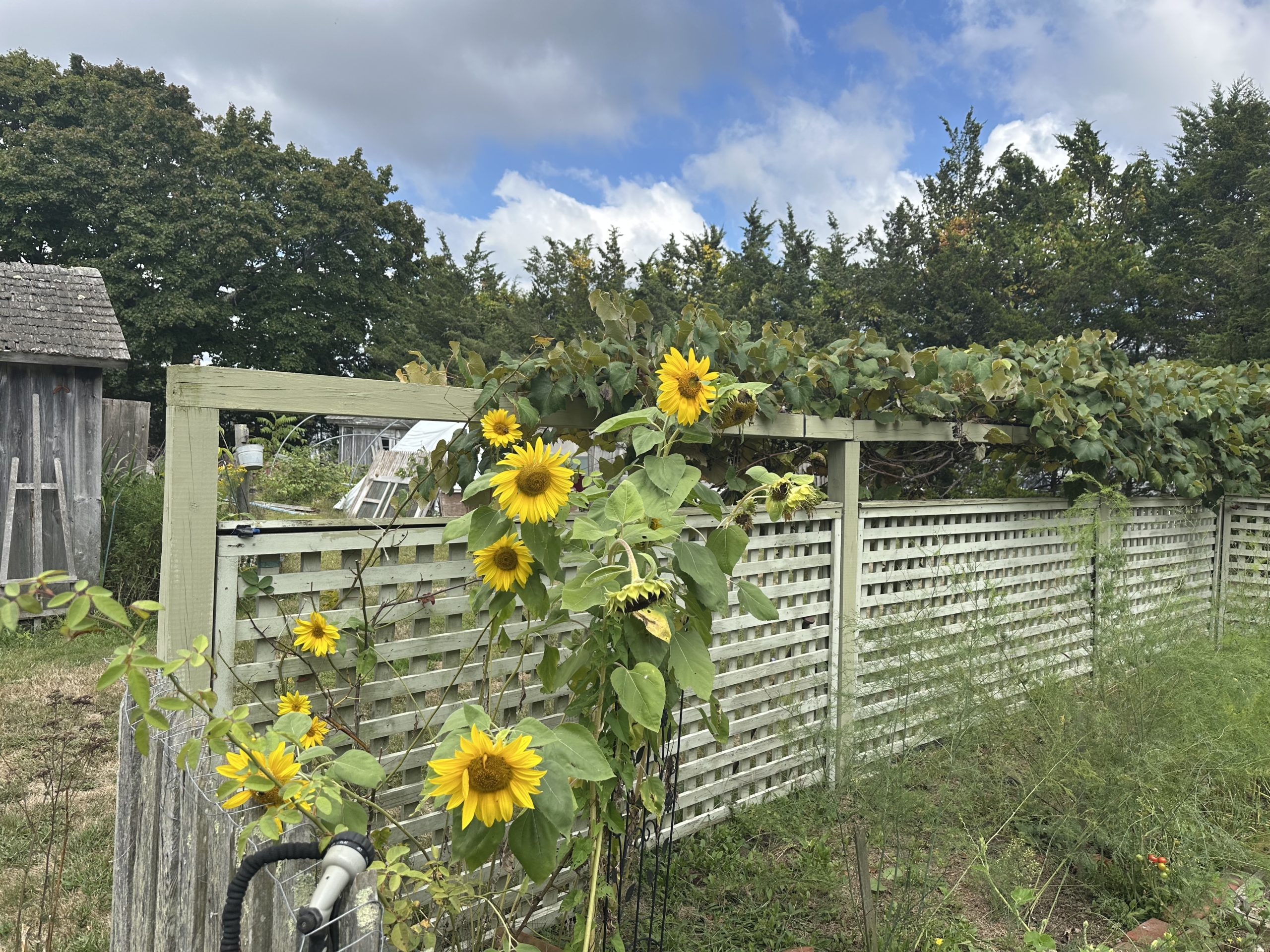 November Gardeners Update – Ketcham Inn Foundation